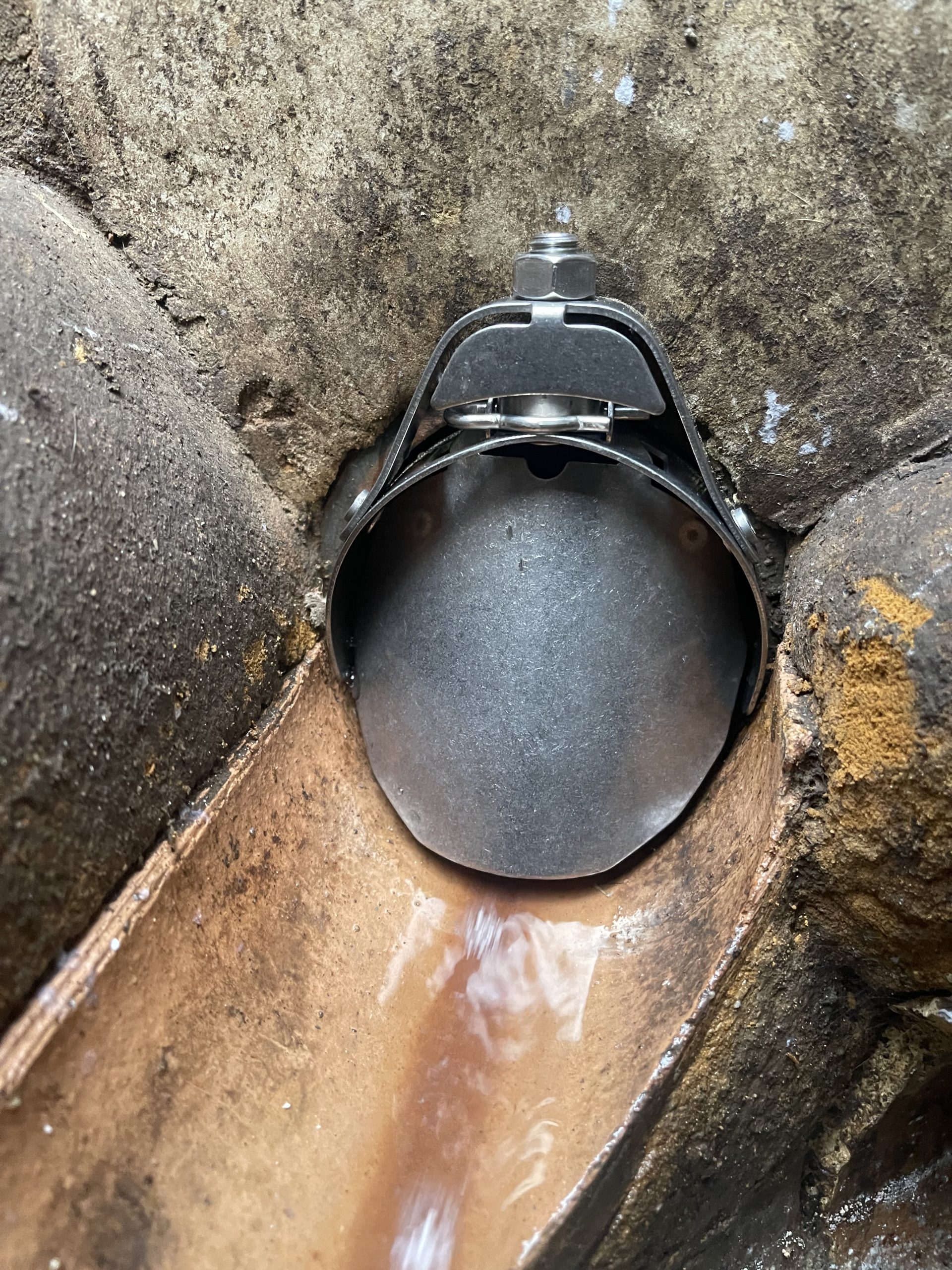 Common Rats – Rattraxs Pest Control