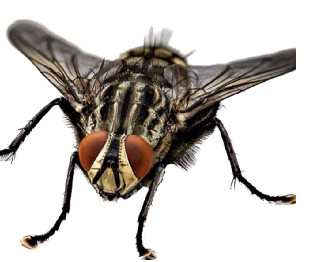 Cluster flies – Rattraxs Pest Control