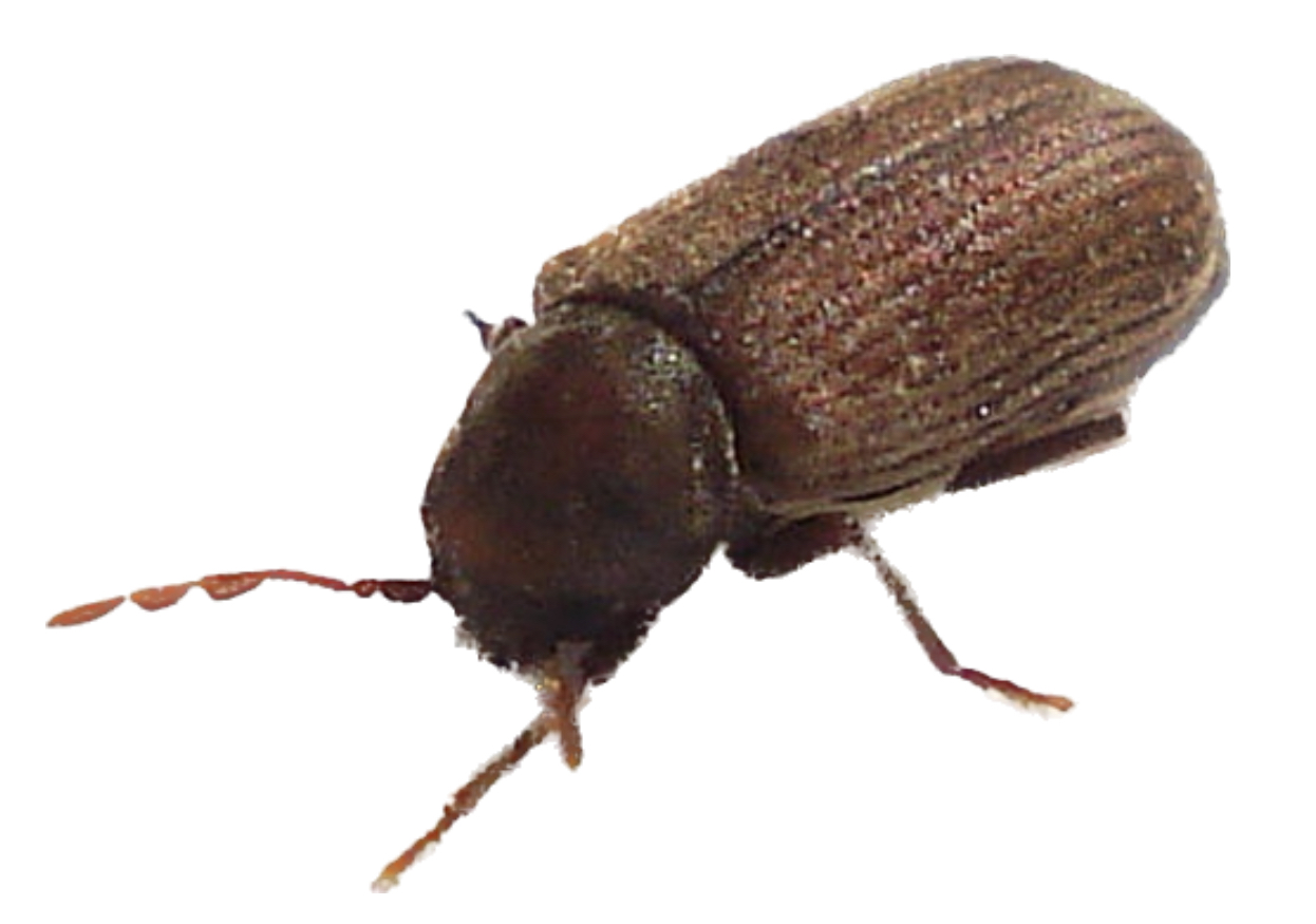 Woodworm – Rattraxs Pest Control