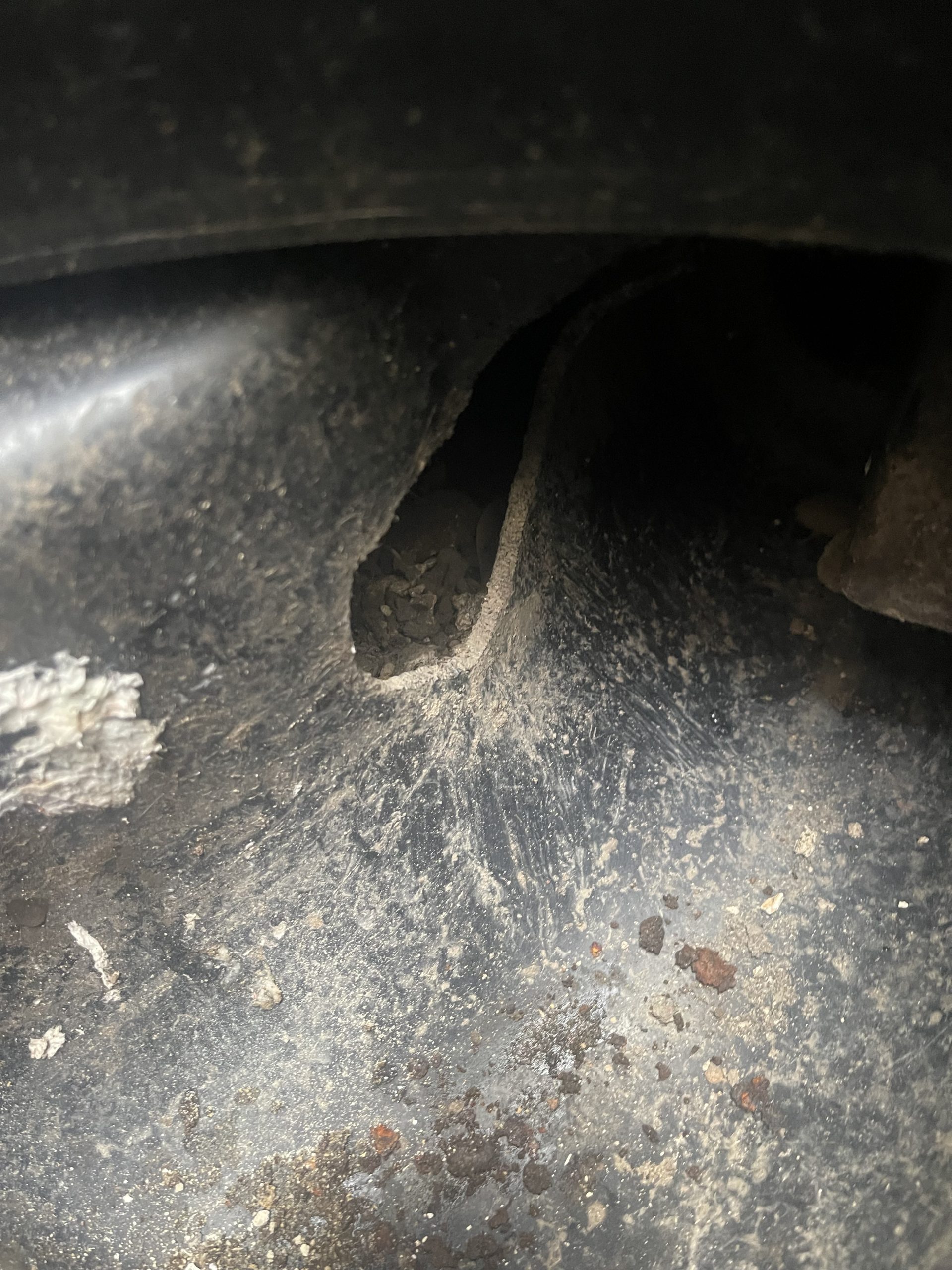 Lifting the lid on Rats… – Rattraxs Pest Control